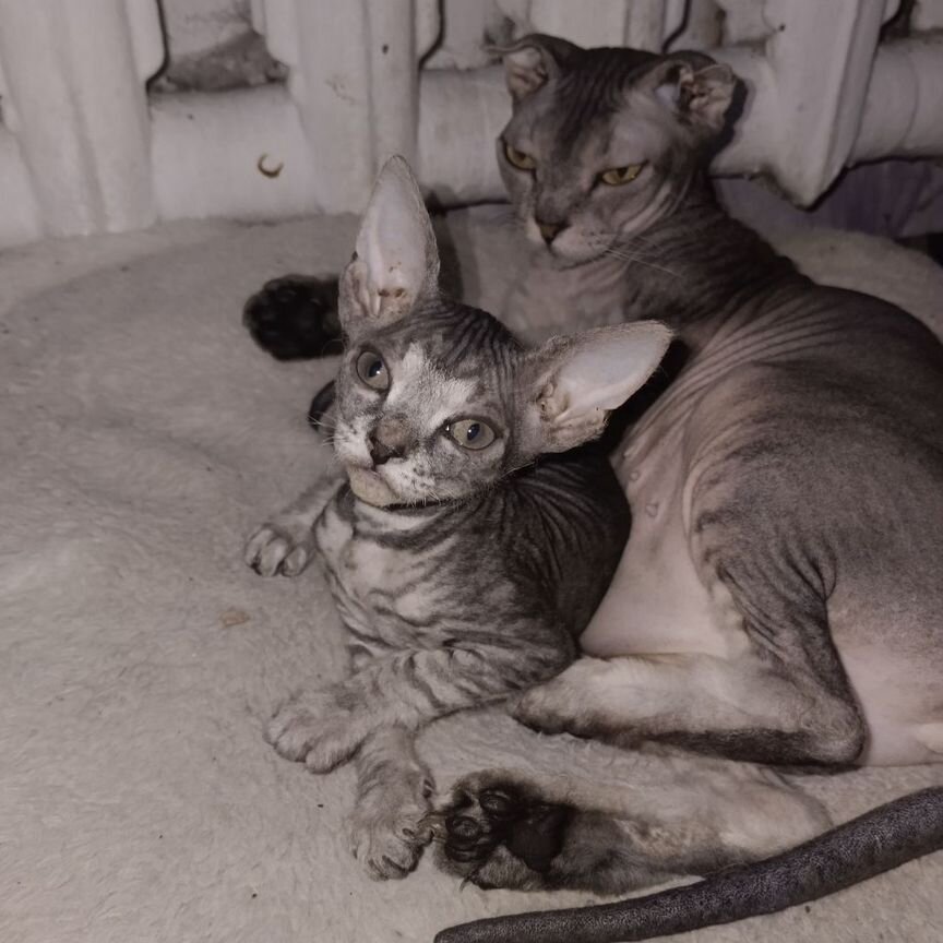 Донской сфинкс котёнок