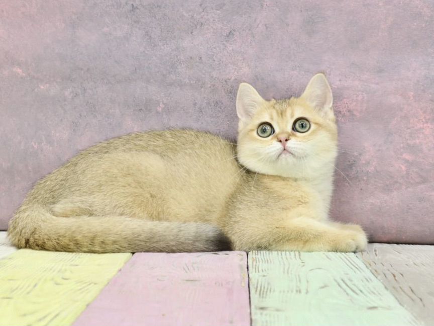 Кошечка золотая шиншилла Bri ny11