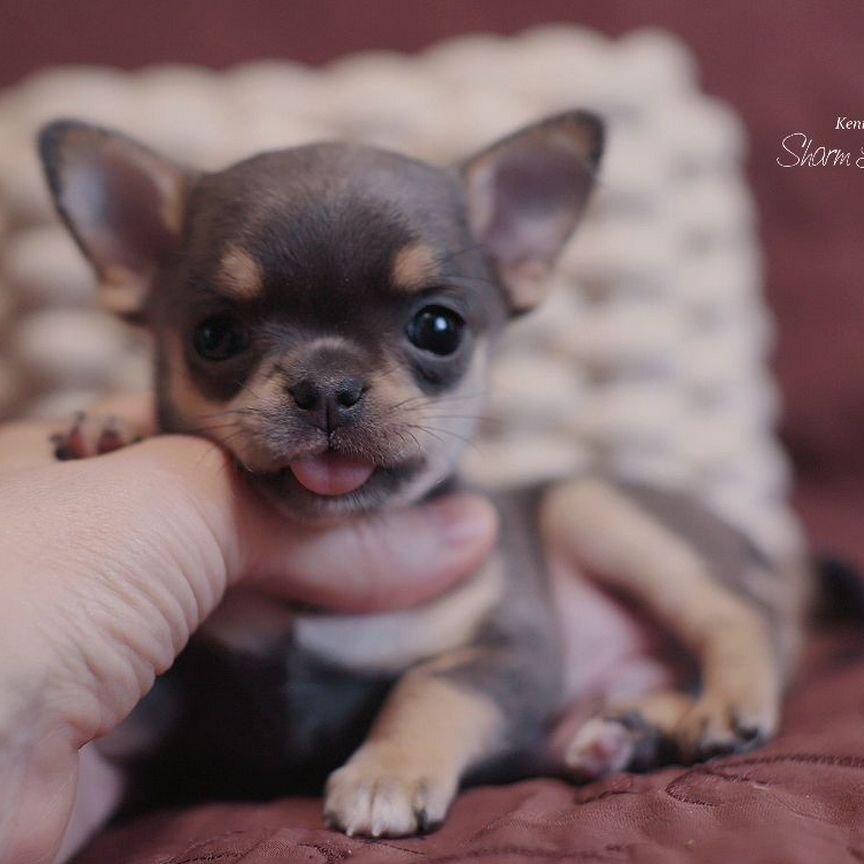 Чихуахуа, щенок