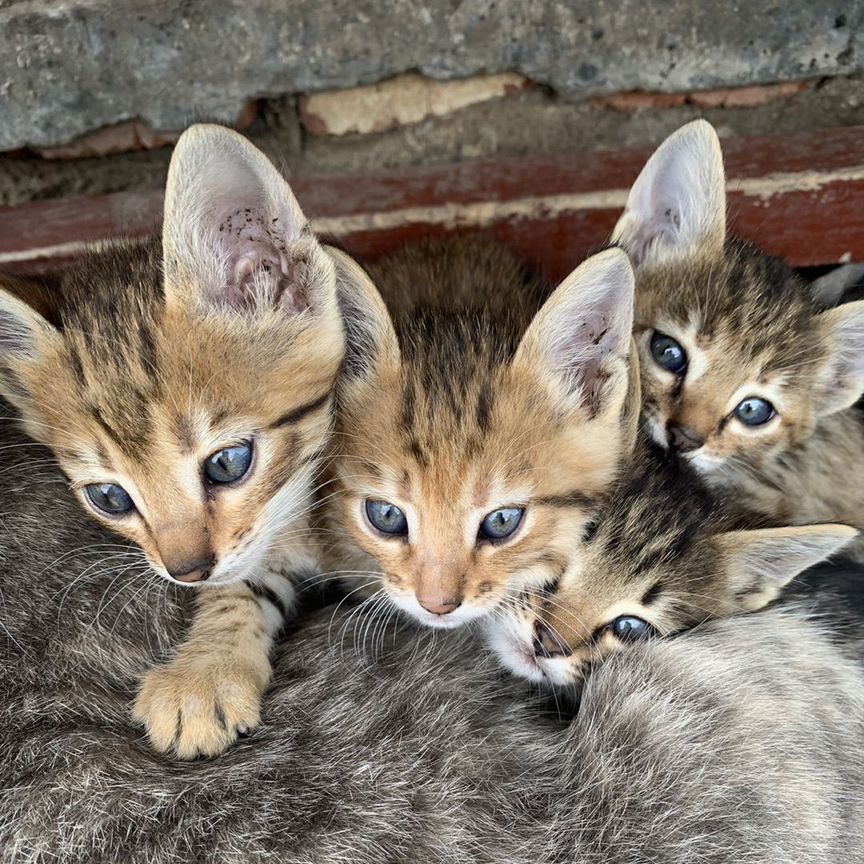 Котята в добрые руки