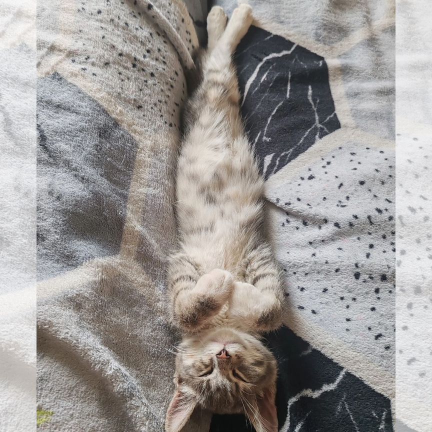 Сибирский котёнок
