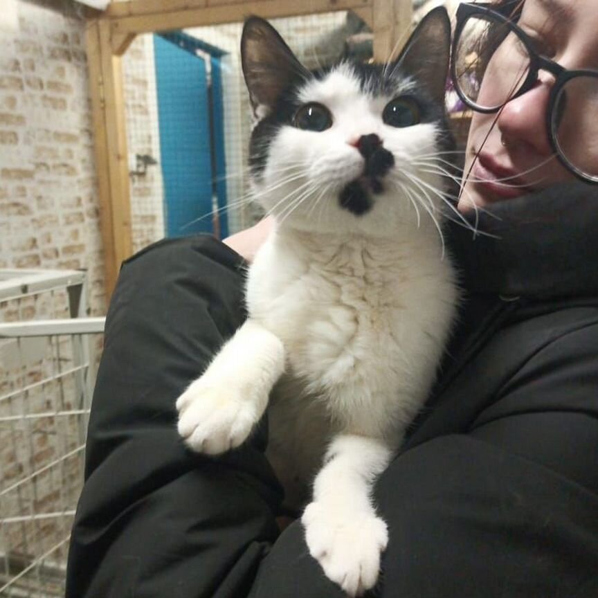 Кошки найденыши