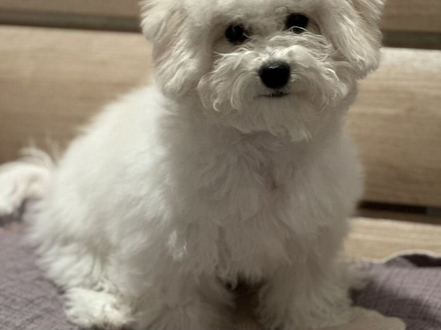 Щенки бишон фризе