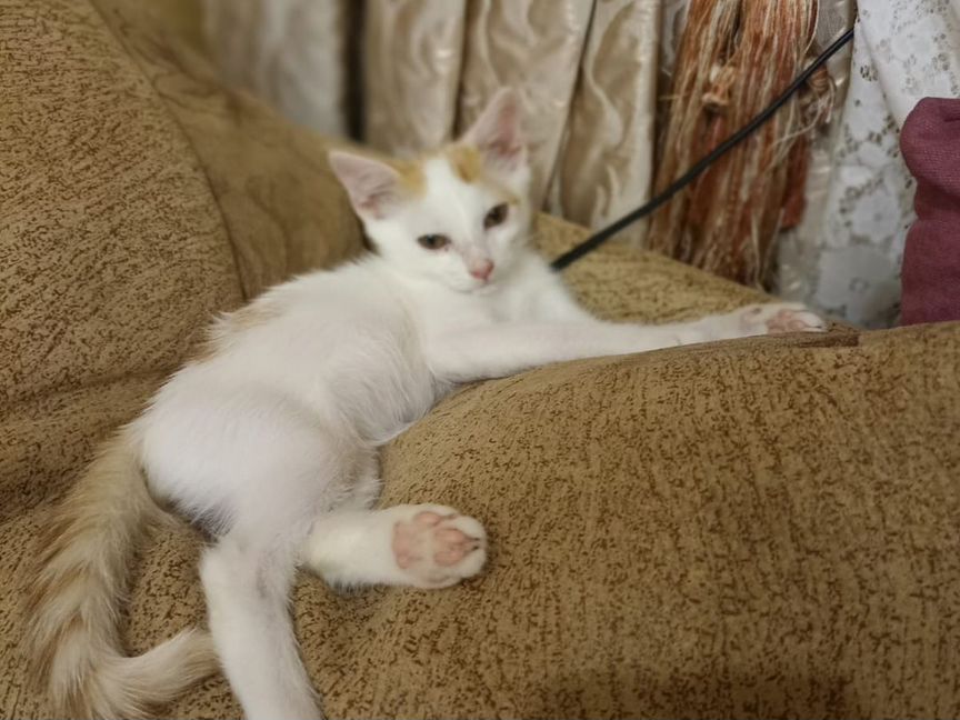 Кошечка 2 месяца Фенечка