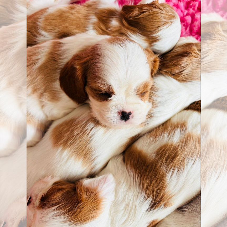 Кавалер кинг-чарльз-спаниель, щенок