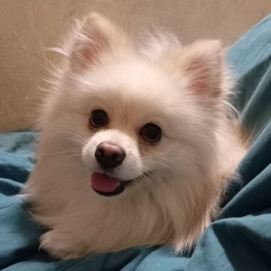 Померанский шпиц, взрослая собака