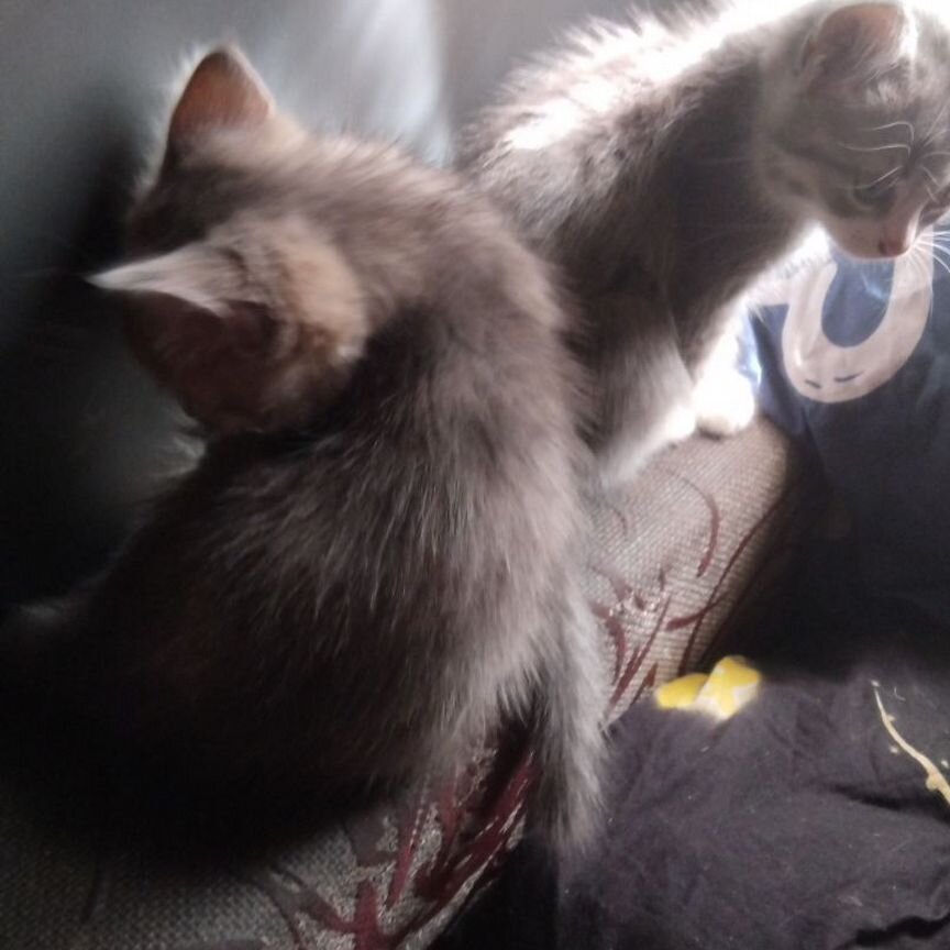 Котята в добрые руки бесплатно