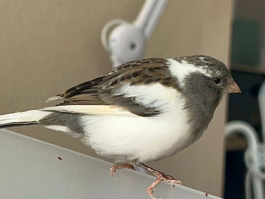 Найден кенр (канарейка)