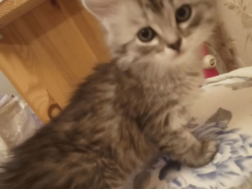 Котята девочки дымчато- серебряного окраса