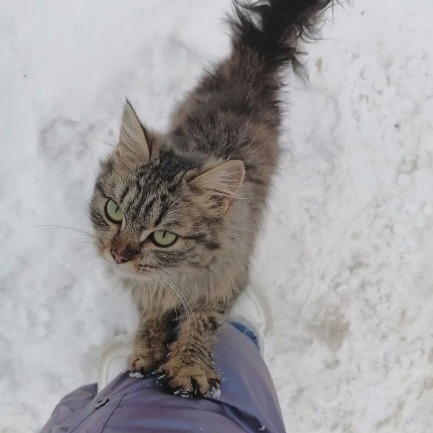 Кошечка маленькая и сильно замёрзшая