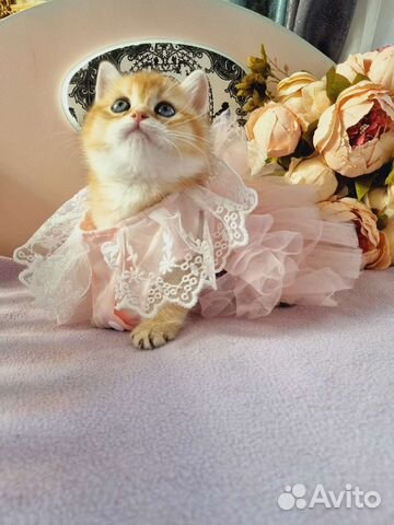 Золотые котята,с документами