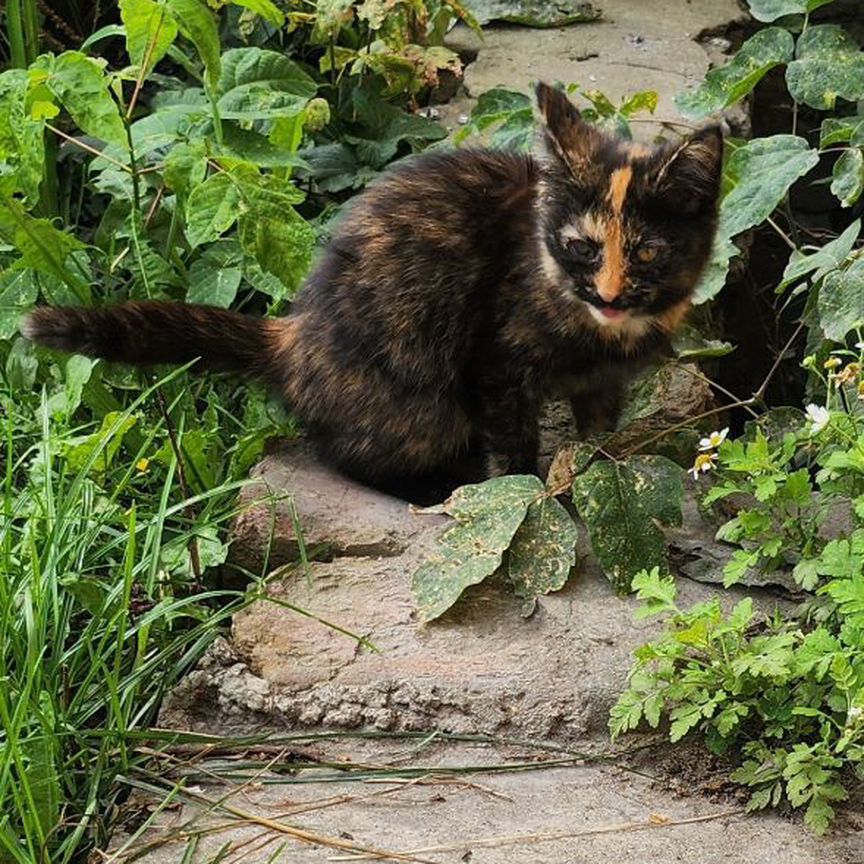 Котенок бездомный бесплатно
