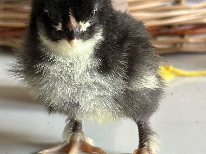 Цыпленок маран черно медный