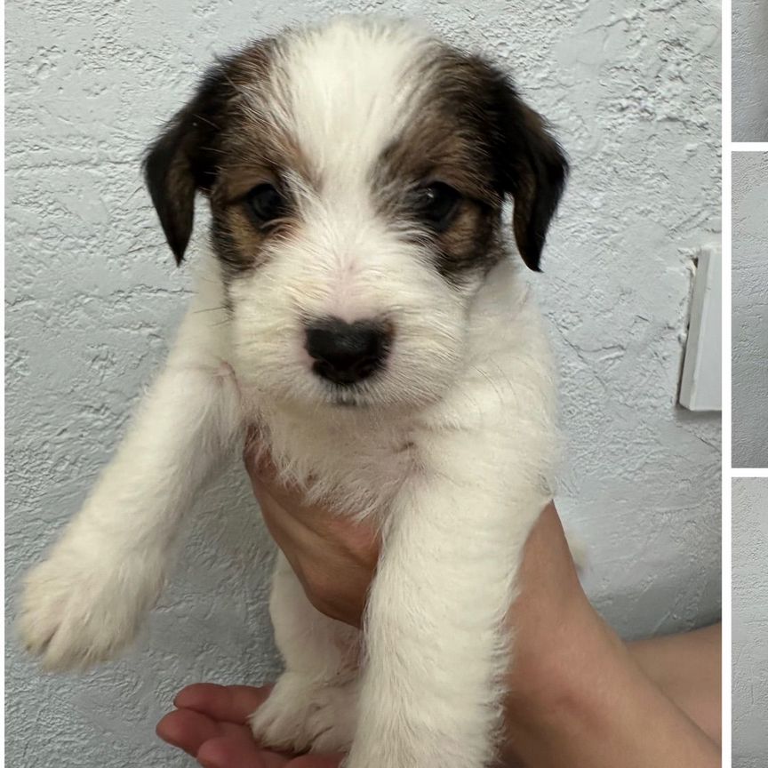 Джек-рассел-терьер, щенок