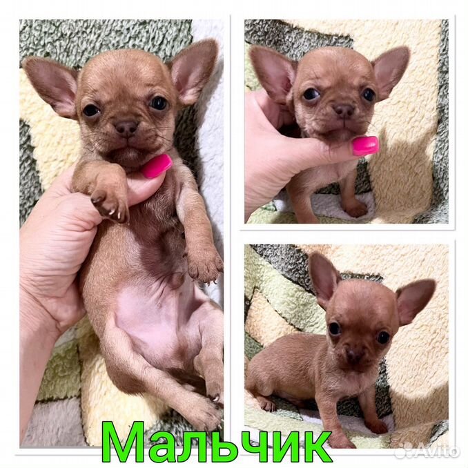 Супер мини чихуахуа шоко соболь
