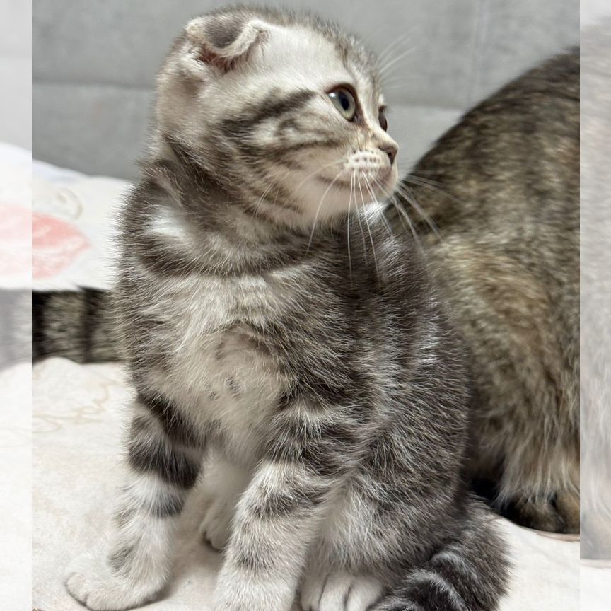 Шотландский вислоухий короткошёрстный котёнок