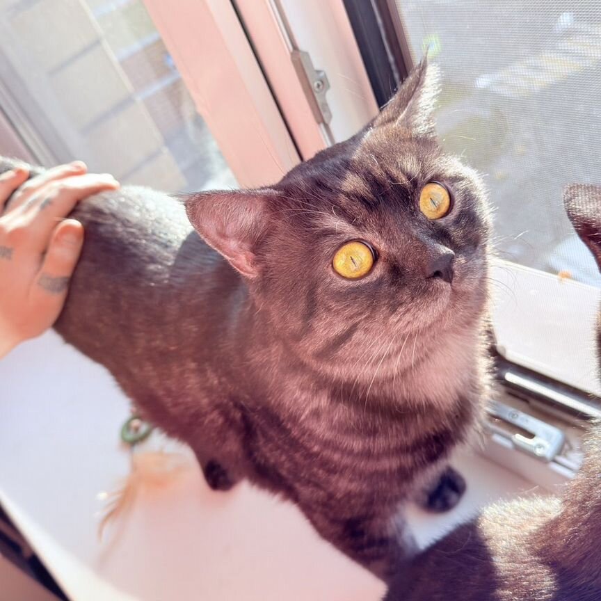 Шотландский прямоухий короткошёрстный кот, вязка