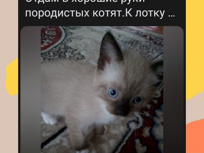 Отдам породистых котят в хорошие руки