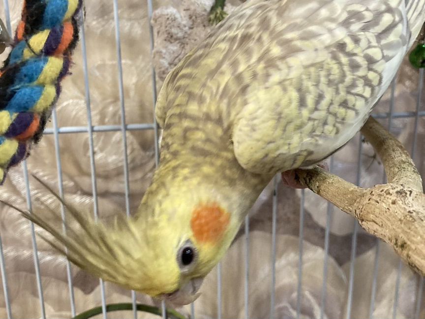 Птенцы попугая корелла