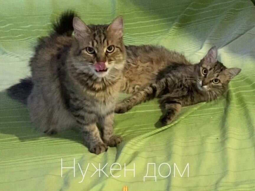 Спасенные котята с тяжелой судьбой