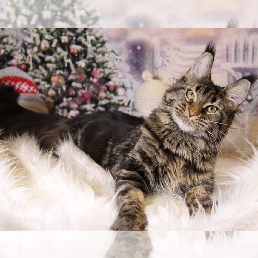 Мейн-кун, взрослая кошка