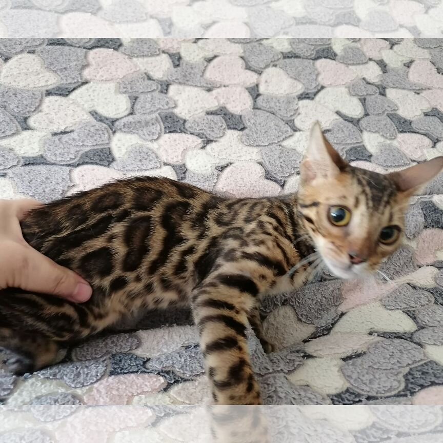 Взрослая кошка от частного владельца