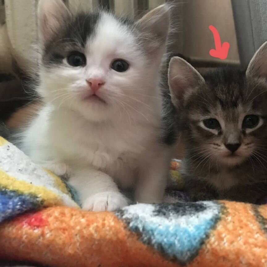 Котёнок в добрые руки