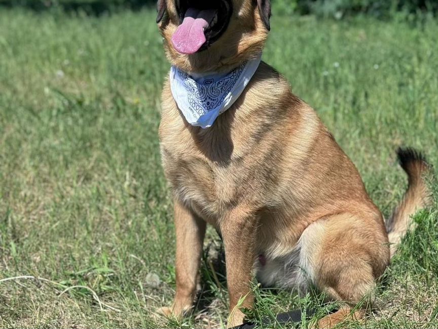 Собака из приюта