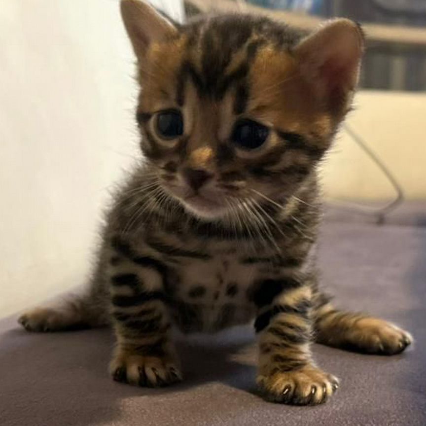 Бенгальские котята
