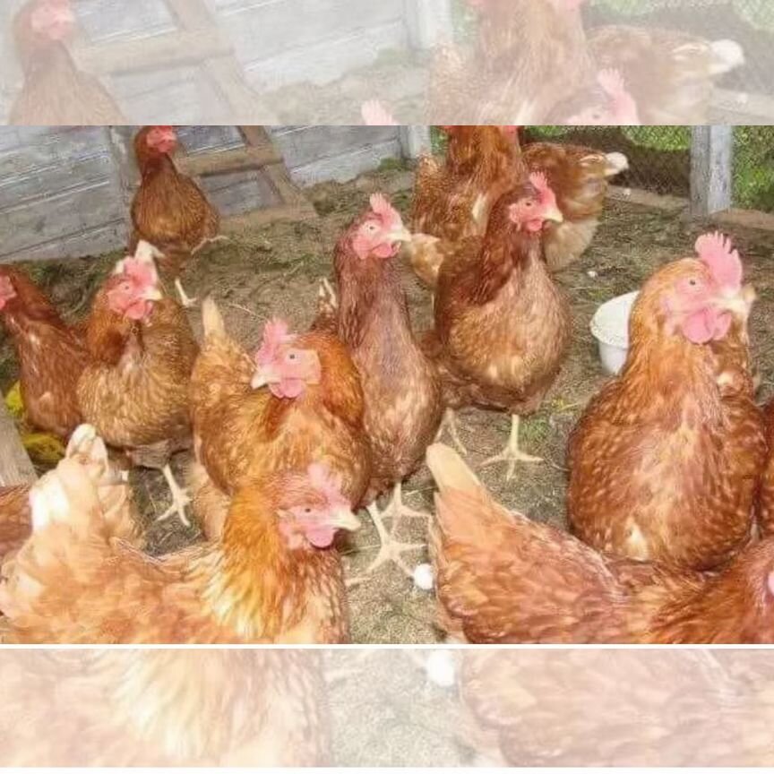 Куры несушки ломан браун