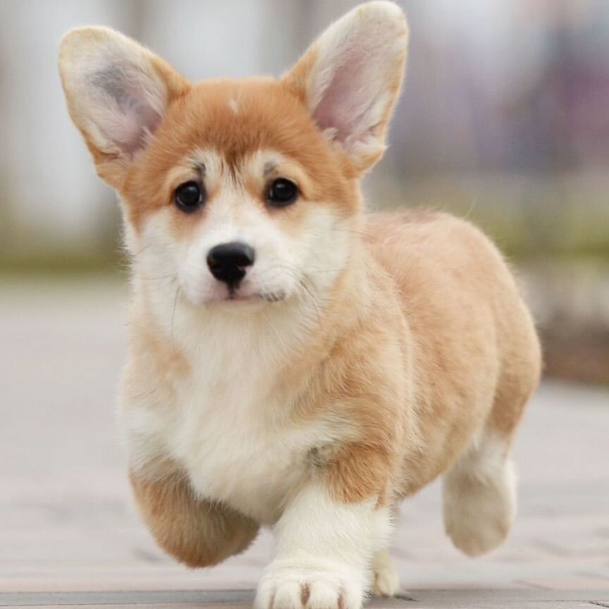 Вельш Корги Пемброк, щенок