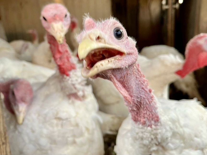 Индюки белые широкогрудые (суточные)