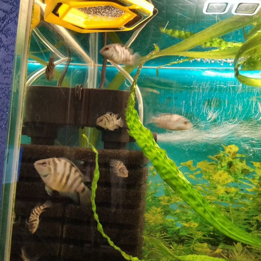 Рыбки чернополосые цихлиды