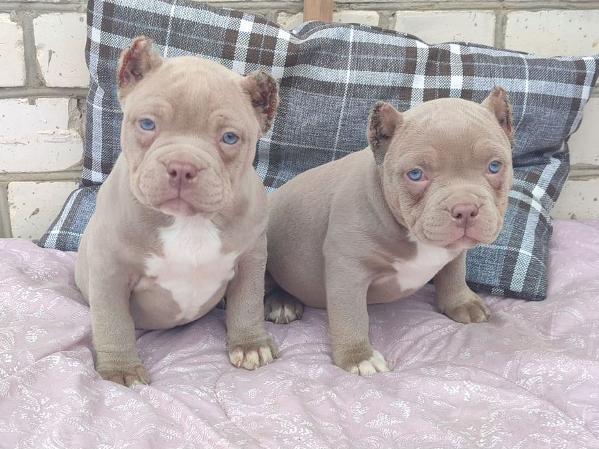 Голубоглазые девочки Американского булли