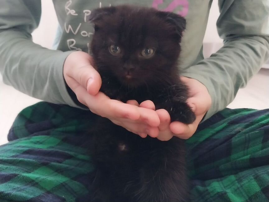 Шотландский котенок