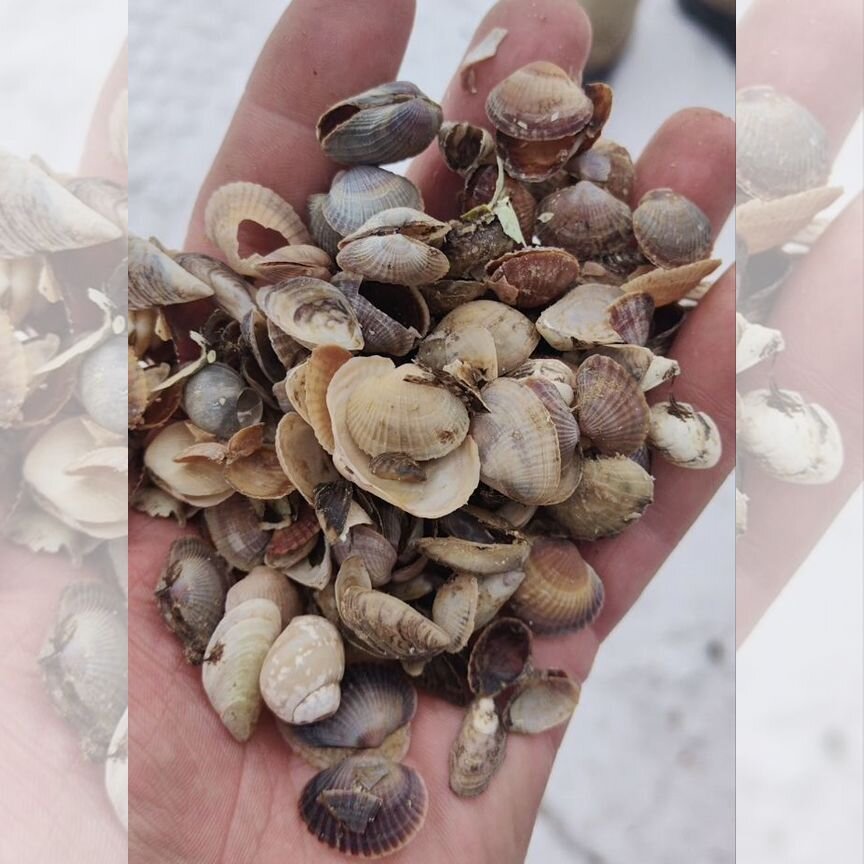 Ракушка речная