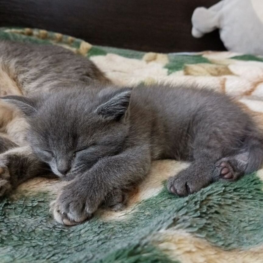 Отдам в добрые руки кошечку