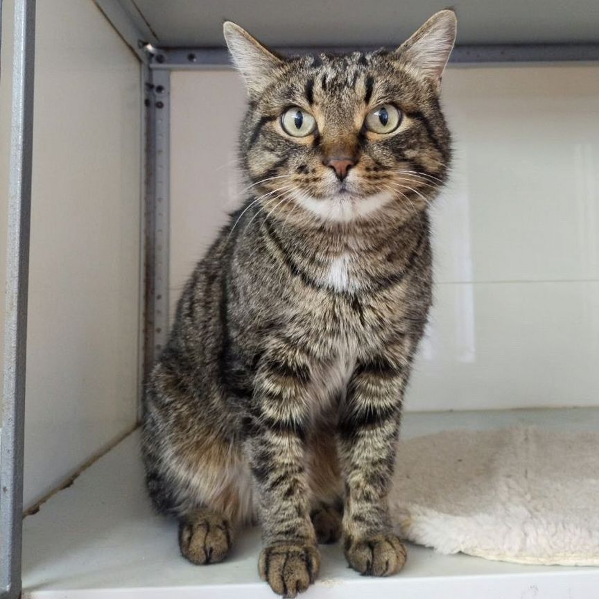 Взрослый кот в добрые руки