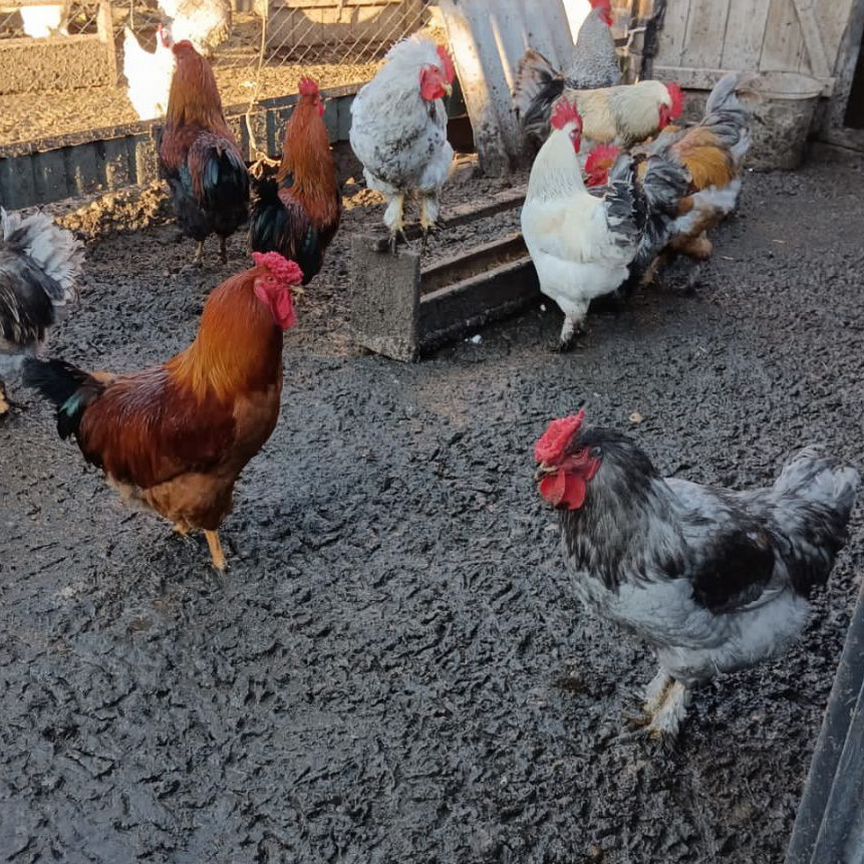 Петухи живьём