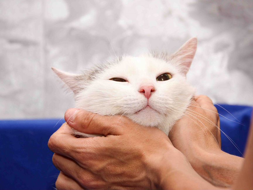 Прекрасный Мурзик ищет дом