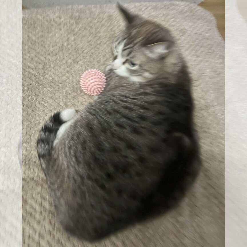 Донской сфинкс, взрослая кошка