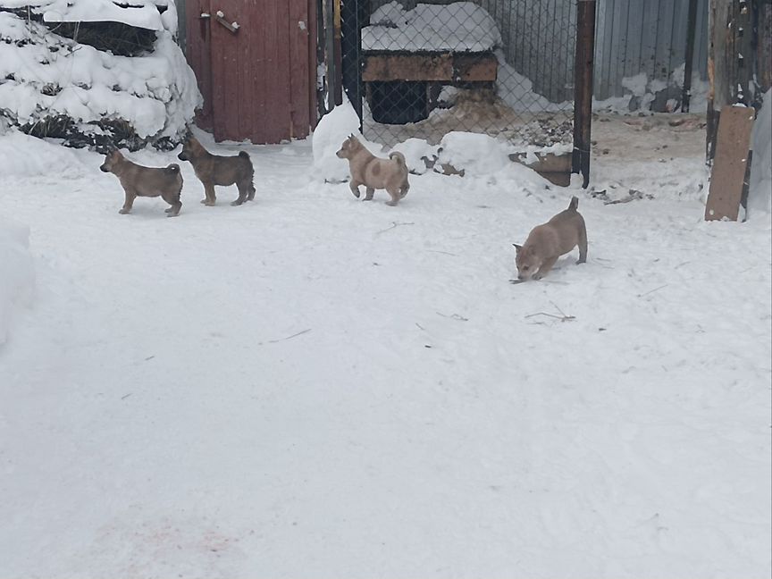 Щенки западно сибирской лайки