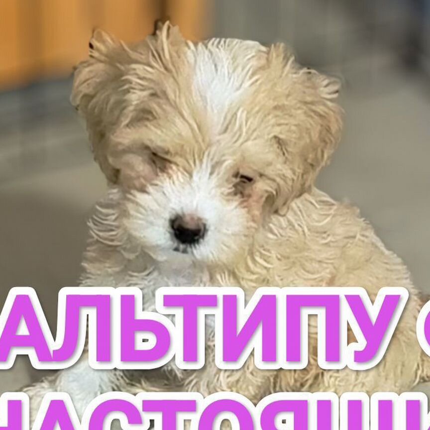 Мальтипу, щенок