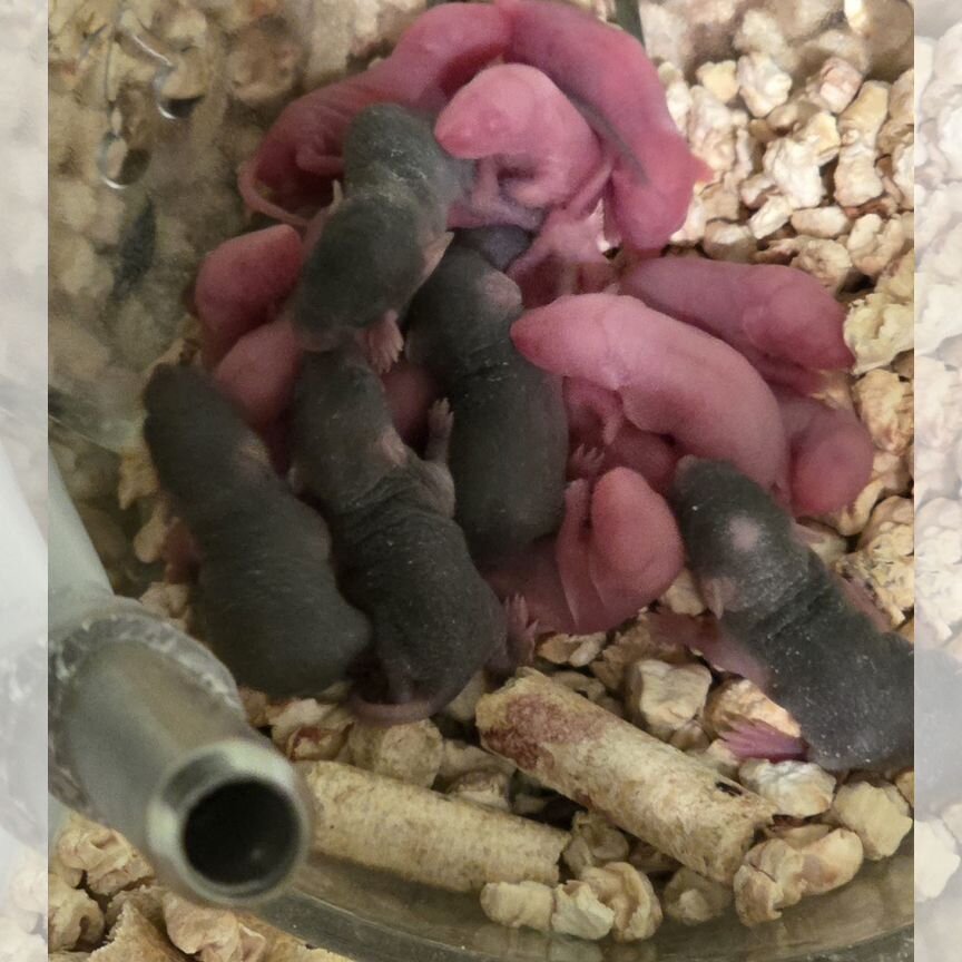 Кормовые мыши