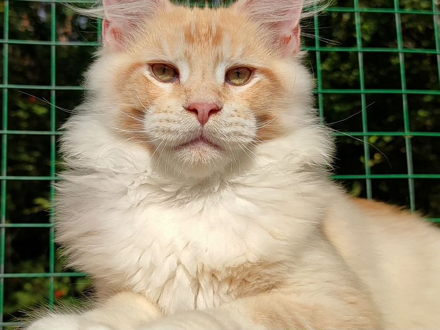 Мейн-кун super коты