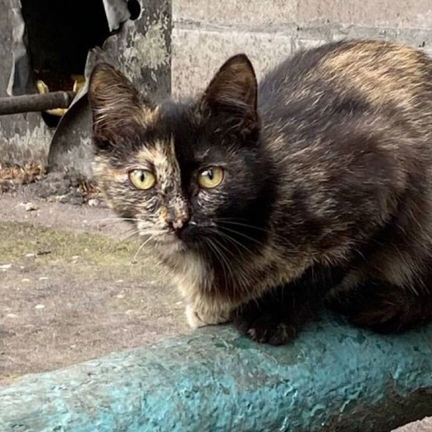 3 дня до выпуска на улицу