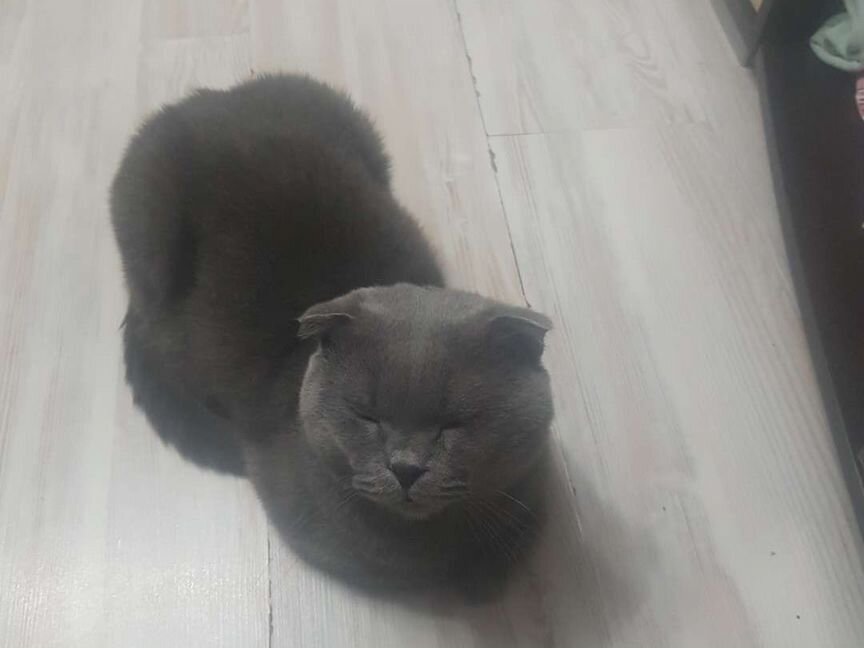 Кот ищет подругу пишите в личку