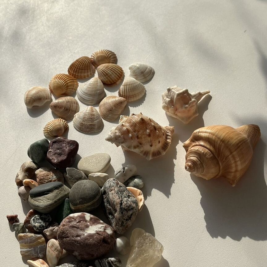 Ракушки и камушки для аквариума бесплатно