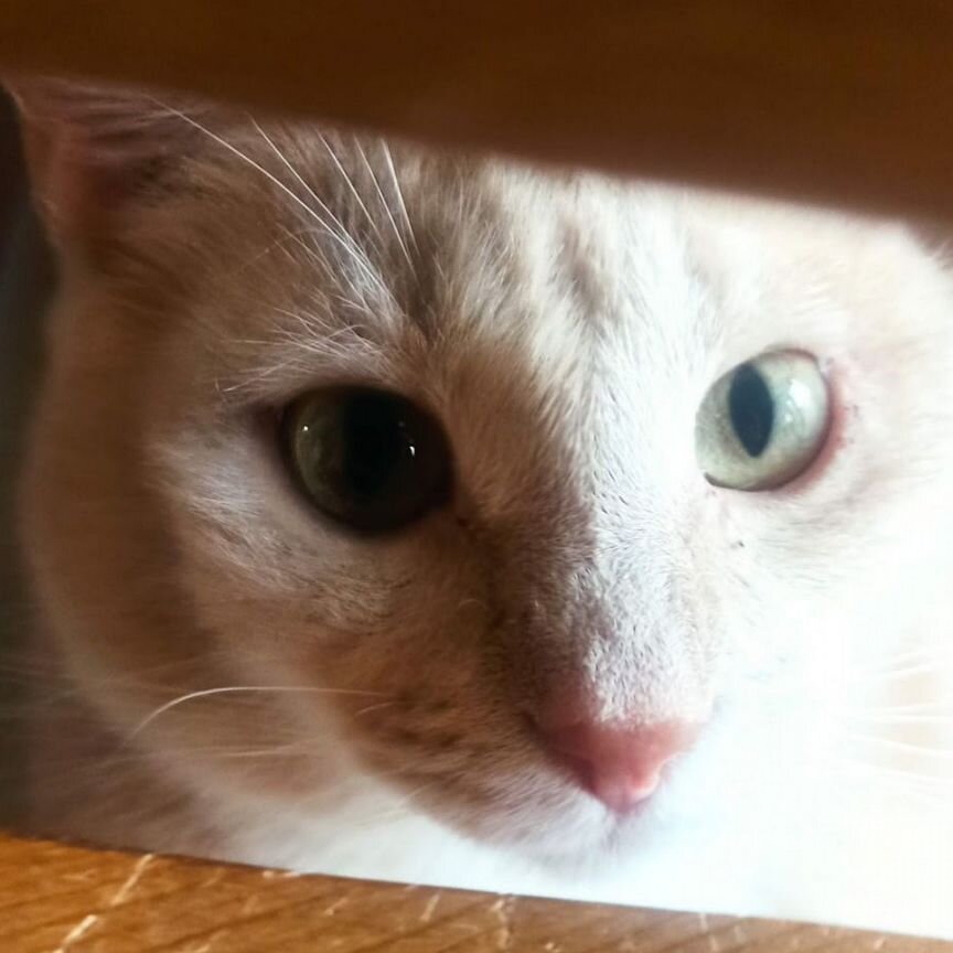 Взрослый кот в добрые руки