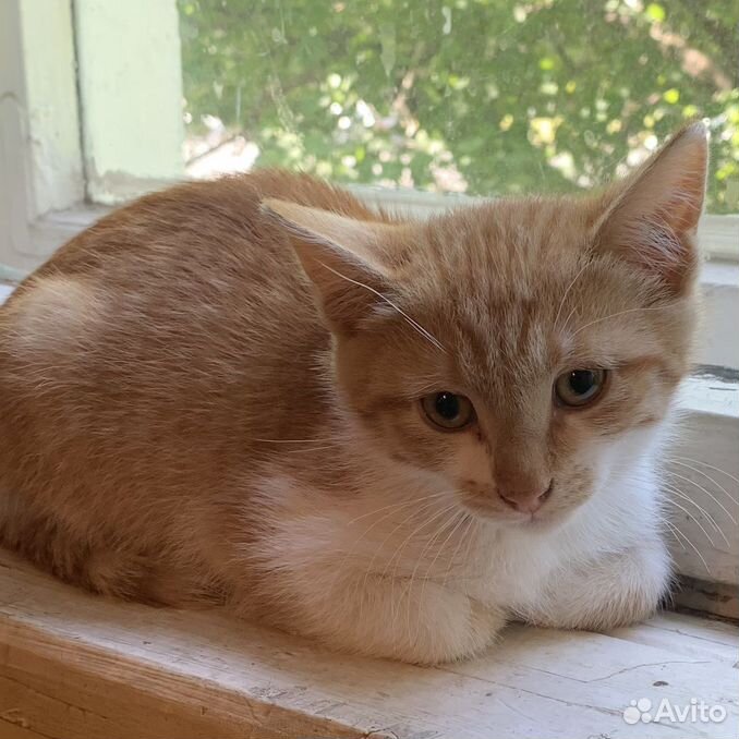 Рыжий котенок Антошка
